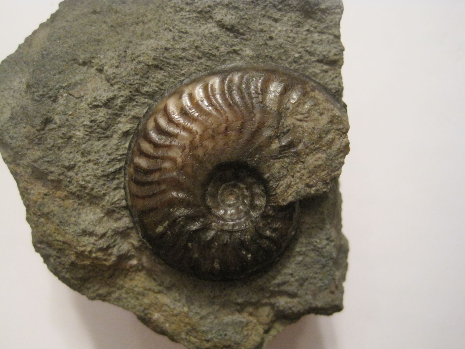 Graphoceras (Ludwigella) sp. - Ammonoids & Nautiloids - The Fossil Forum