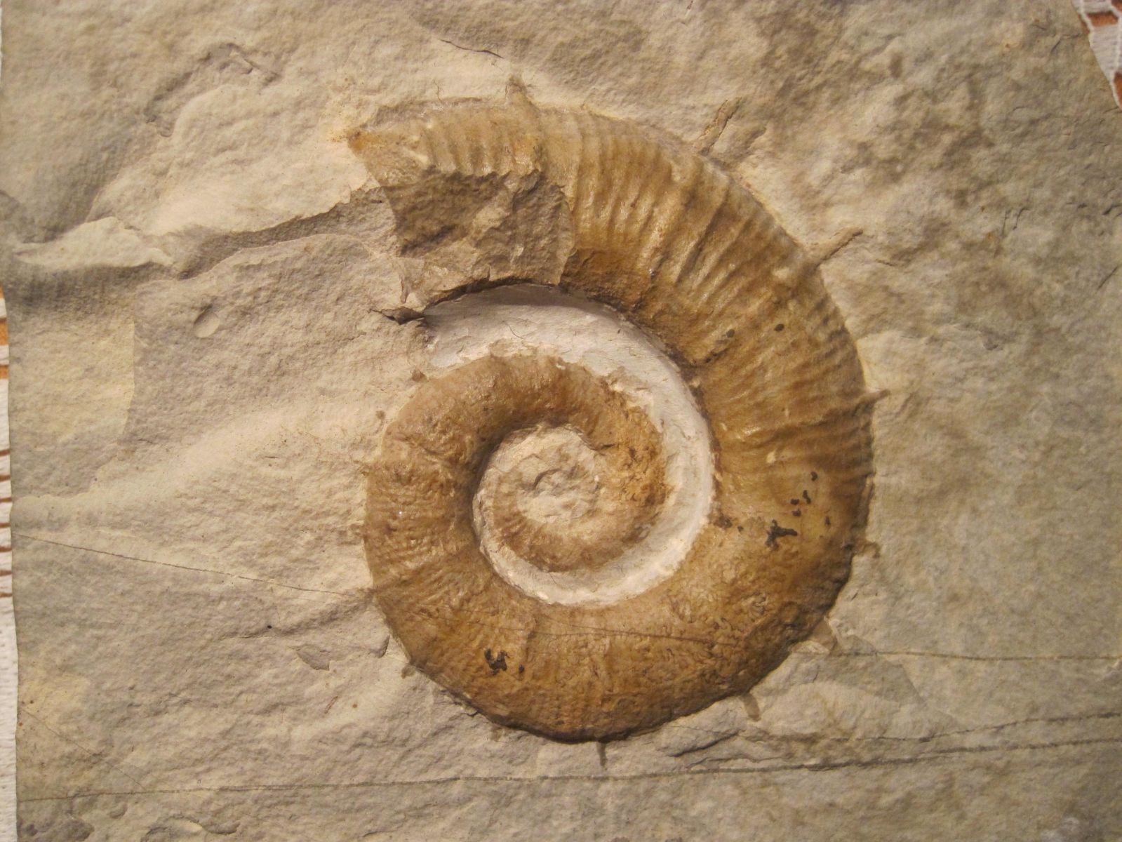 Crioceratites duvali - Ammonoids & Nautiloids - The Fossil Forum
