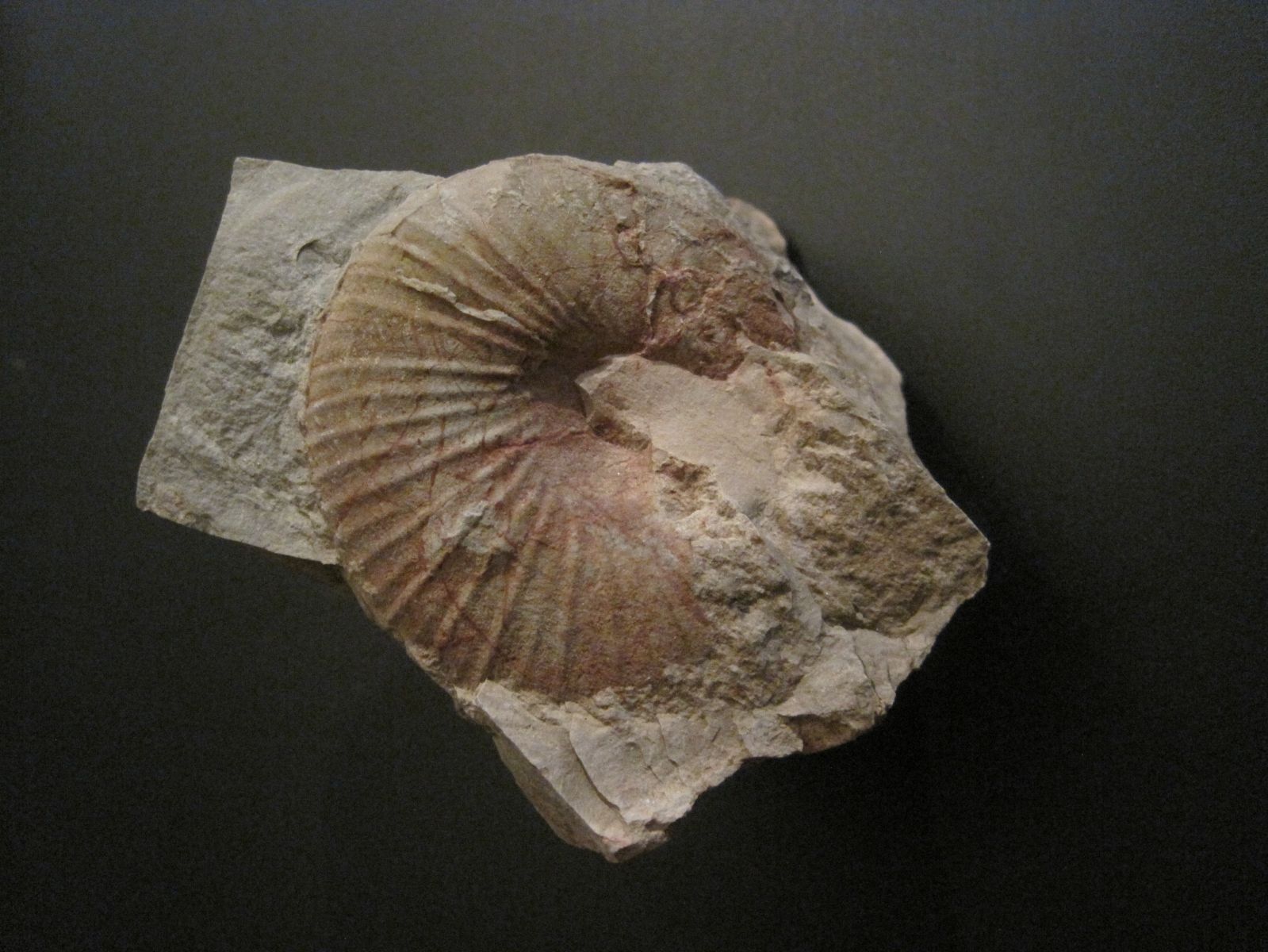 Phyllopachyceras infundibulum - Ammonoids & Nautiloids - The Fossil Forum