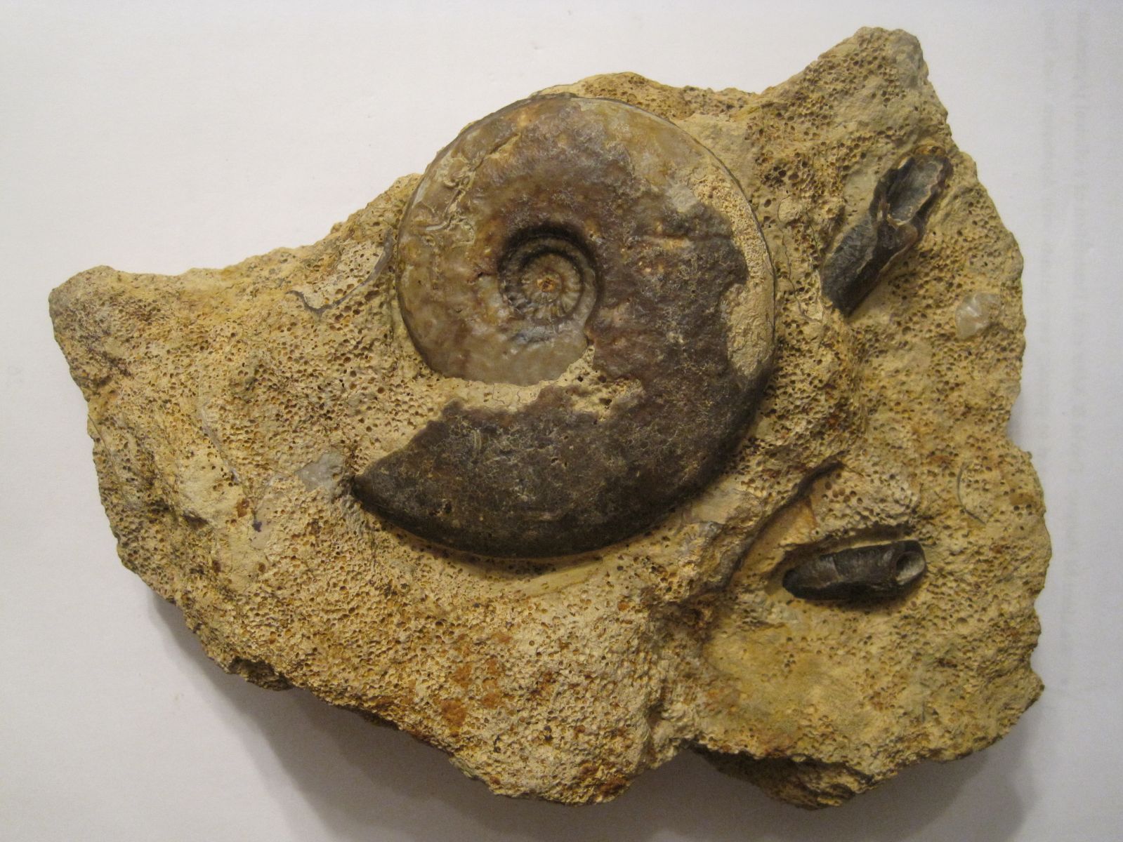 Graphoceras concavum - Ammonoids & Nautiloids - The Fossil Forum