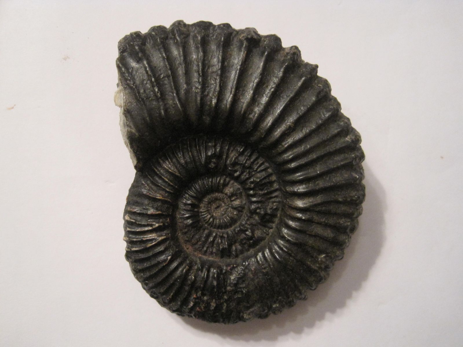 Peltoceratoides williamsoni morphe arduennense - Ammonoids & Nautiloids ...