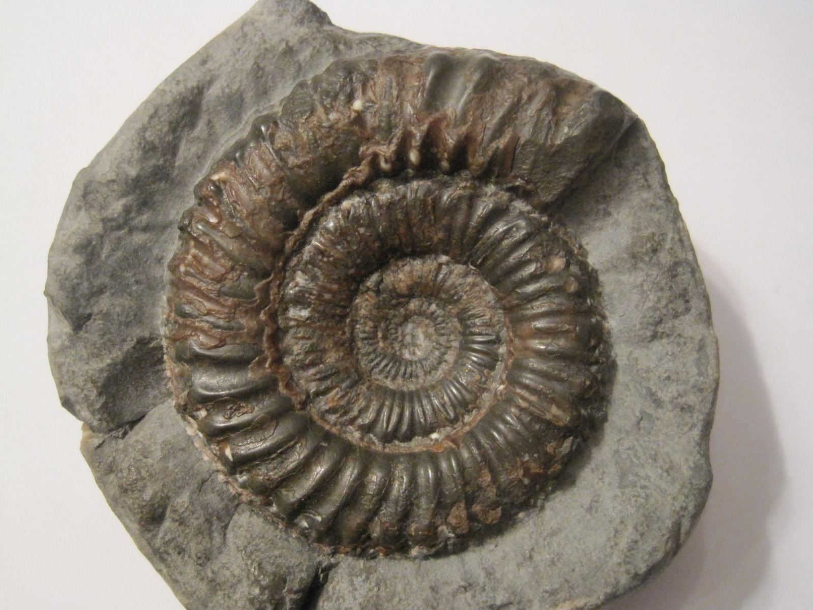 Peronoceras subarmatum - Ammonoids & Nautiloids - The Fossil Forum