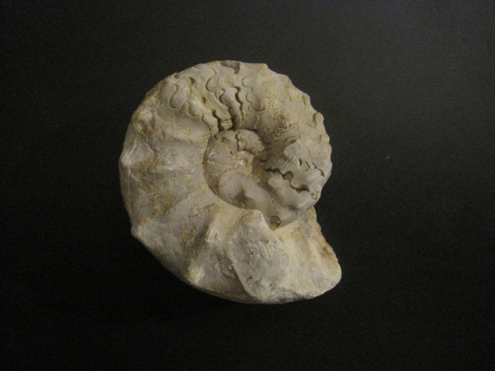Ceratites nodosus - Ammonoids & Nautiloids - The Fossil Forum