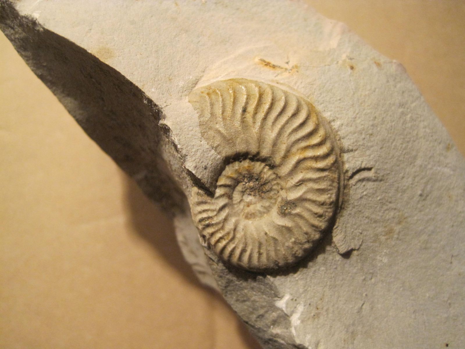 Graphoceras (Ludwigella) cf. cornu - Ammonoids & Nautiloids - The ...