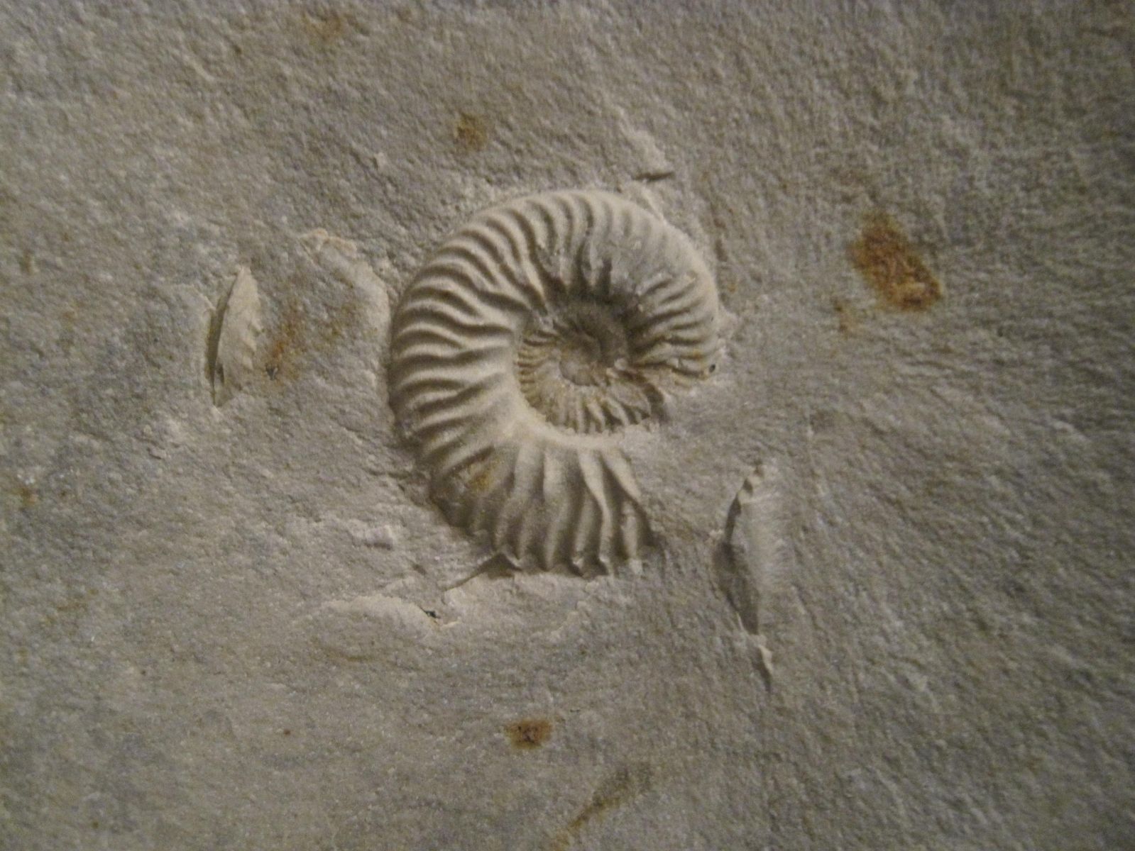 Graphoceras (Ludwigella) sp. - Ammonoids & Nautiloids - The Fossil Forum
