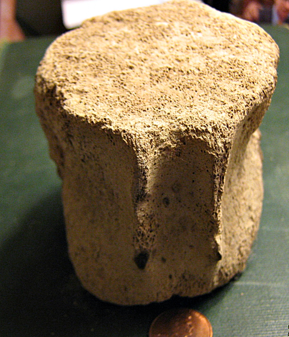 Whale vertebrae from the Calvert Cliffs - Member Collections - The ...