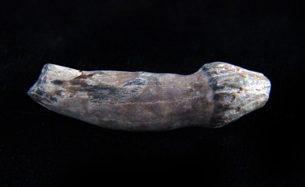 Dolphin Tooth - Member Collections - The Fossil Forum