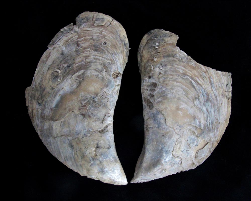 Tree Oyster/Giant Purse Oyster - Member Collections - The Fossil Forum
