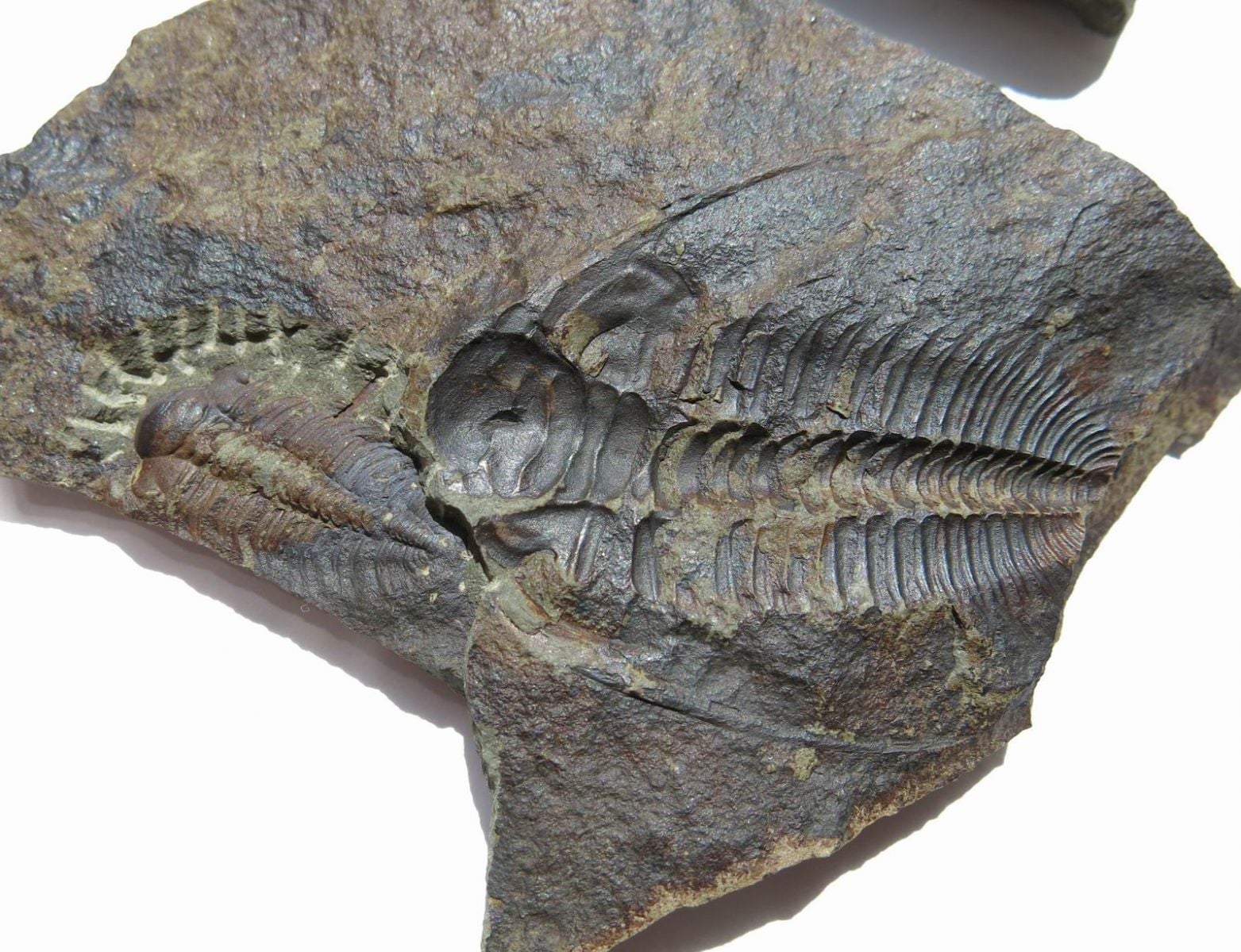 Hydrocephalus minor - Member Collections - The Fossil Forum