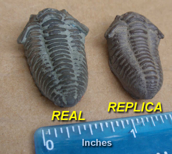 Original And Replica 2 - Member Collections - The Fossil Forum