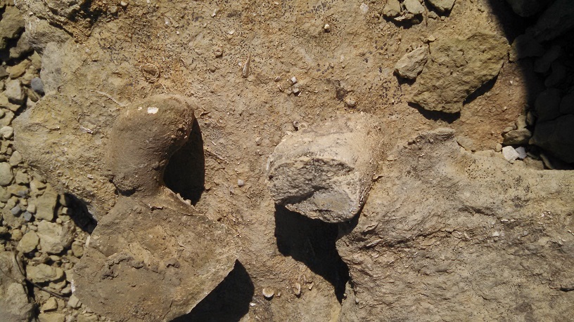 020 - Member Collections - The Fossil Forum