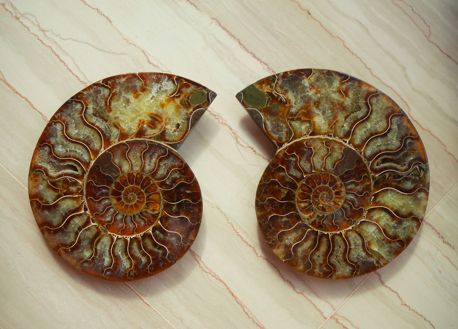 Sliced Ammonite with crystals - Member Collections - The Fossil Forum