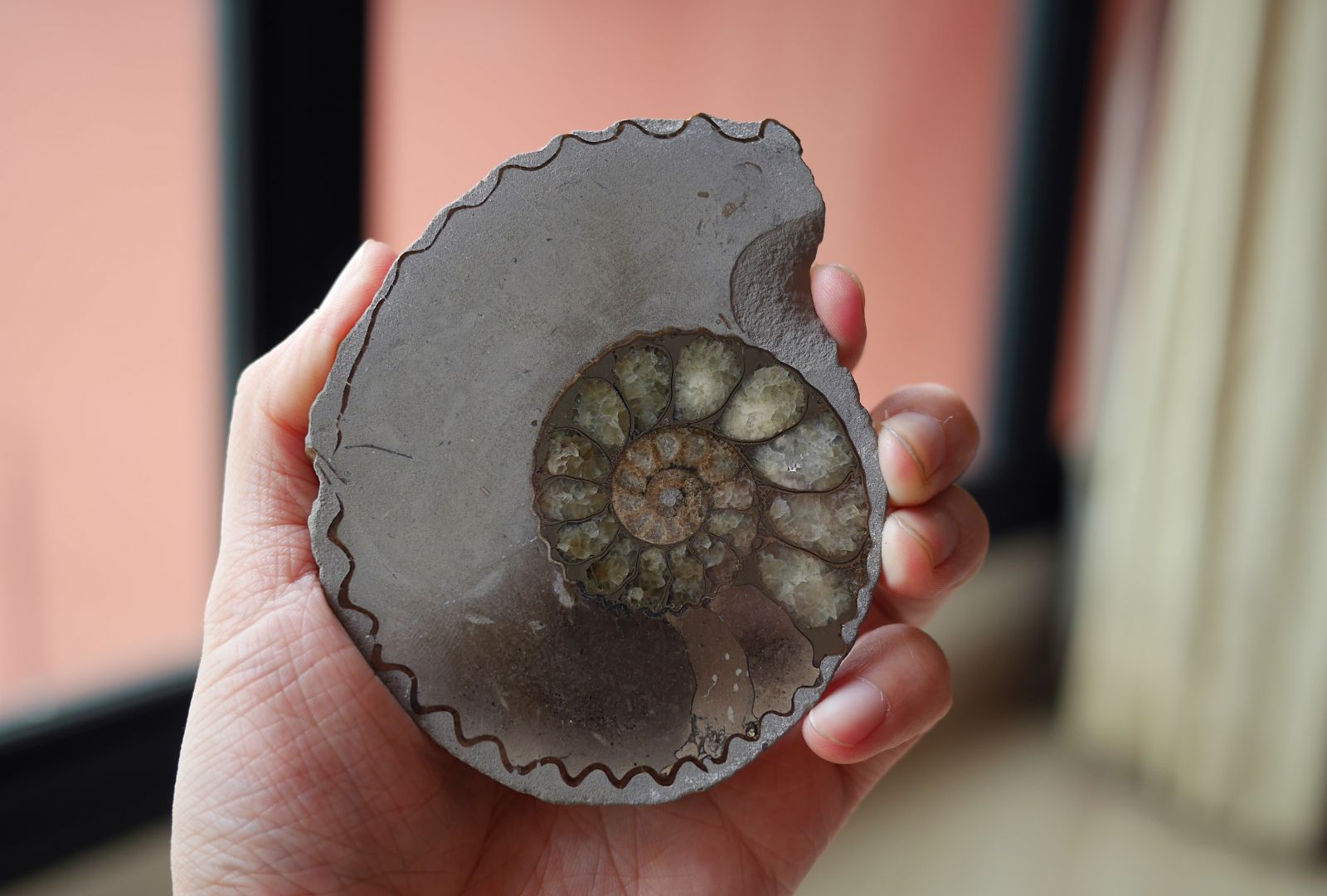 Sliced Ammonite (Hoplites cf. dentatus) - Member Collections - The ...