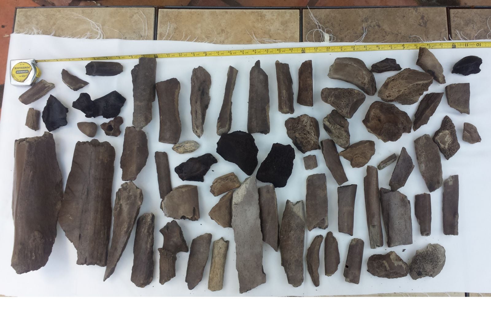 All vertebrate fragments - Member Collections - The Fossil Forum