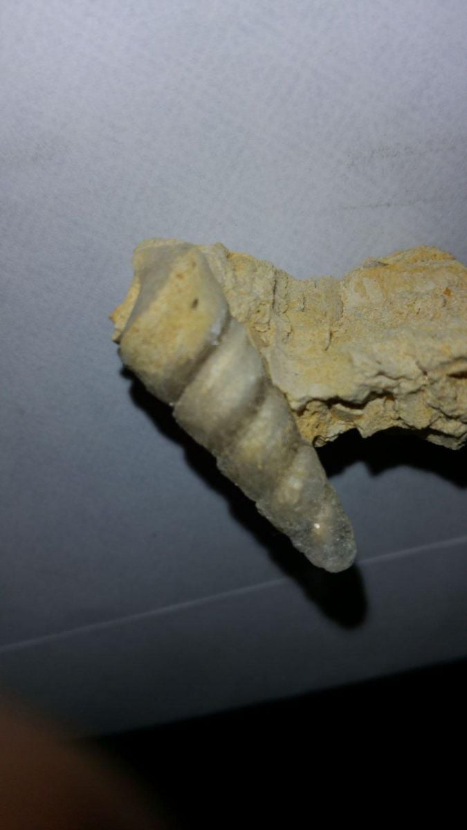 Recent finds - The Fossil Forum