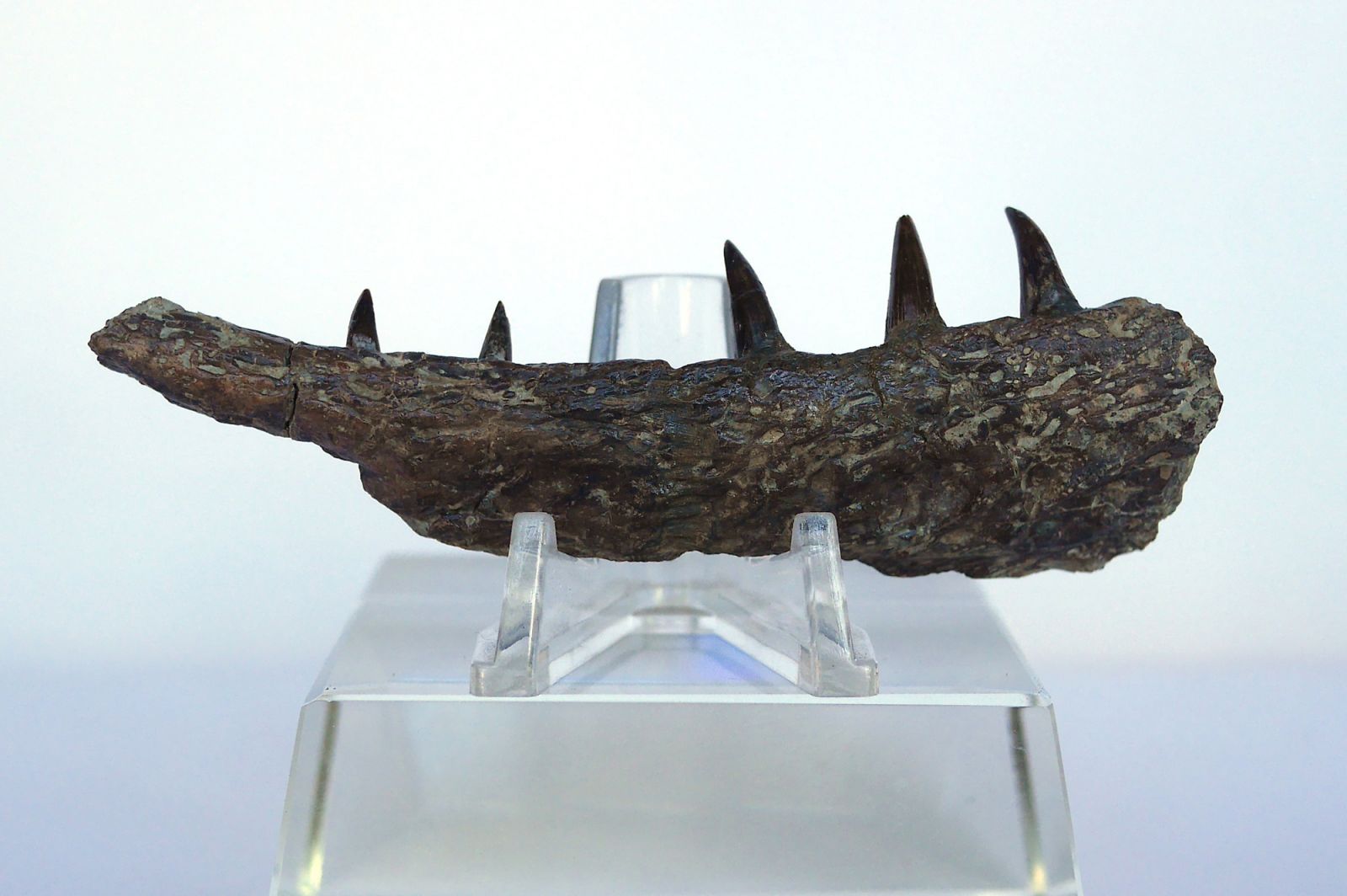 Eryops megacephalus (Front View) - Amphibians - The Fossil Forum