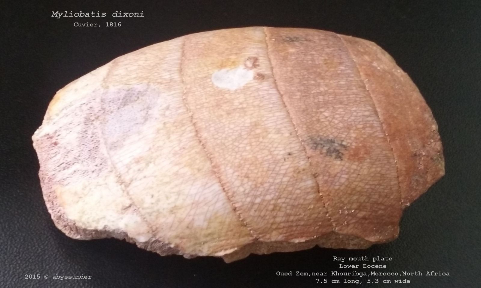 Myliobatis dixoni 2 - Member Collections - The Fossil Forum