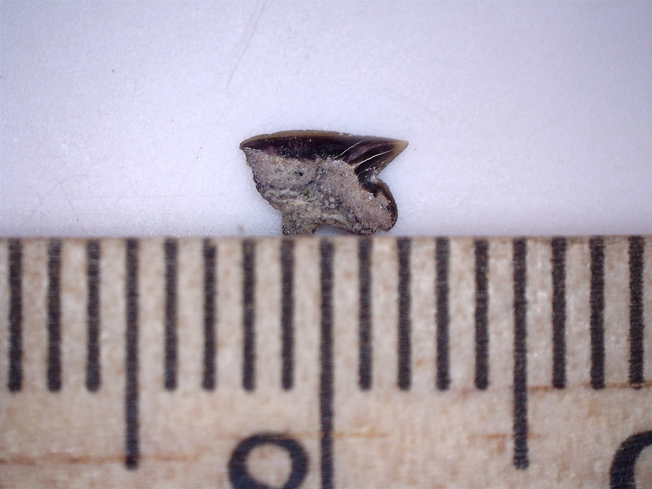 Squalus 12 - Member Collections - The Fossil Forum