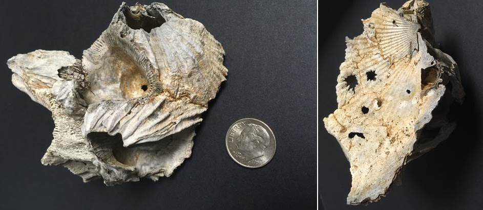 GMR Barnacle - Member Collections - The Fossil Forum