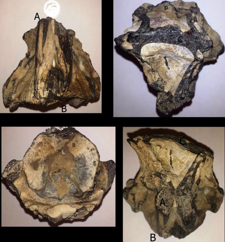 Xiphactinus Braincase - Member Collections - The Fossil Forum