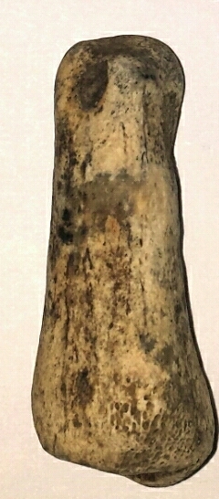 Pleistocene Fossil Toe Bone ? - Member Collections - The Fossil Forum