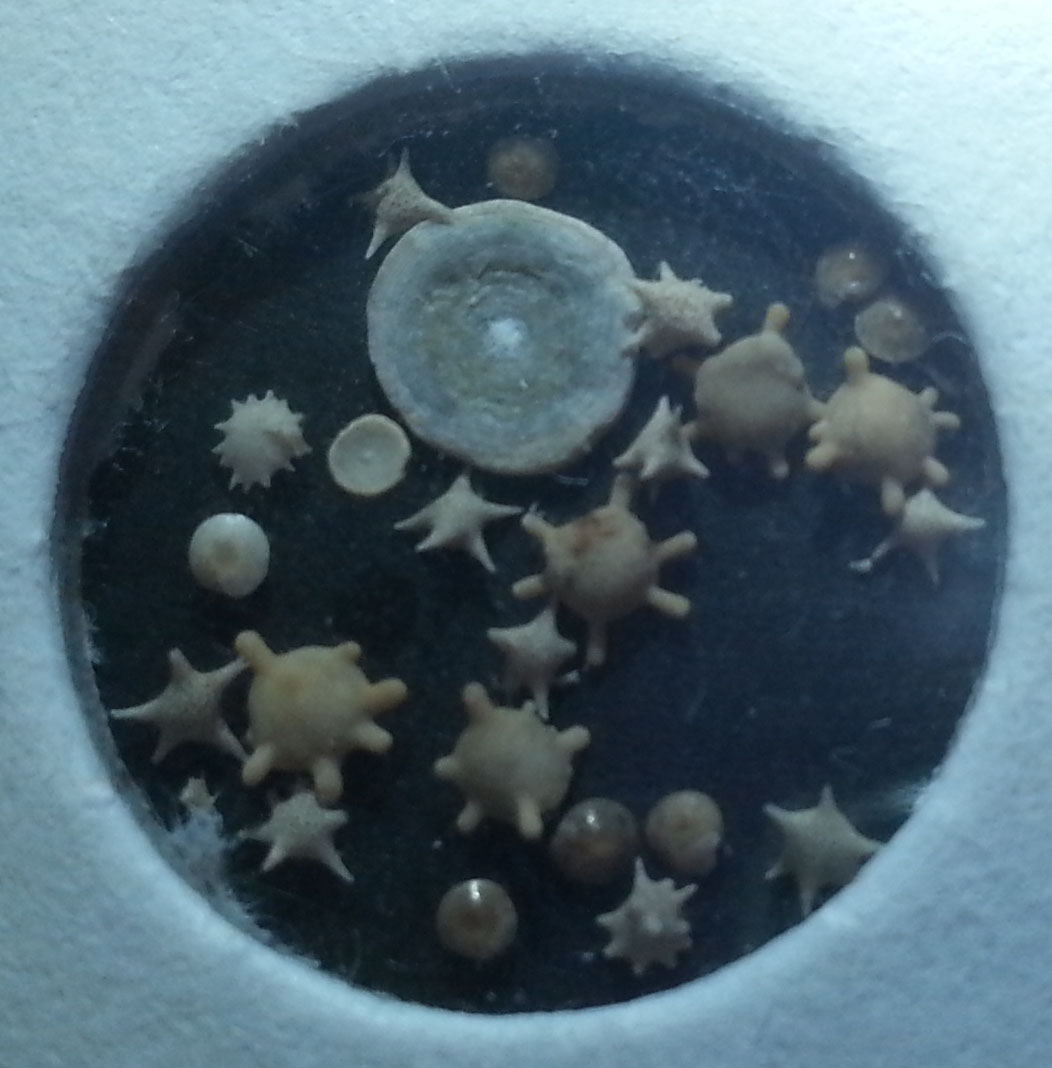Foraminifera, Okinawa, Japan - The Fossil Forum