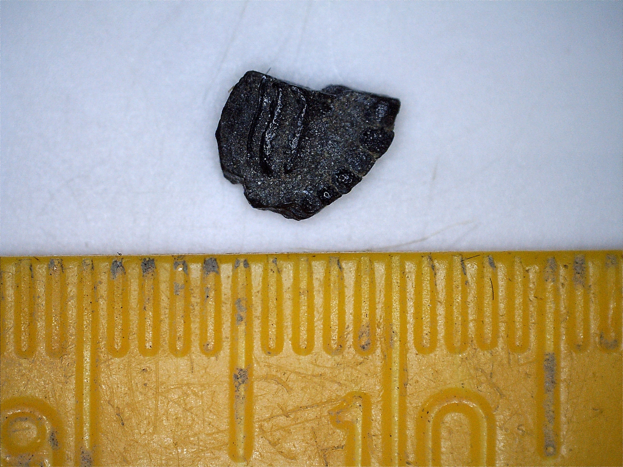 Puffer fish? Mouth plate - Member Collections - The Fossil Forum
