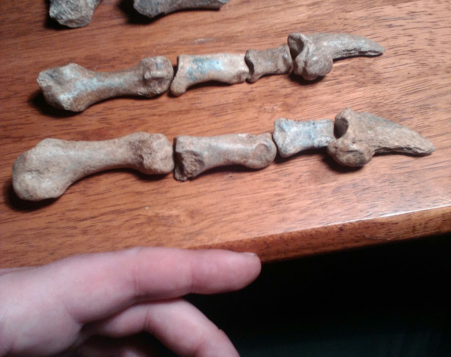 Ursus spelaeus finger bones and claws. - Member Collections - The ...