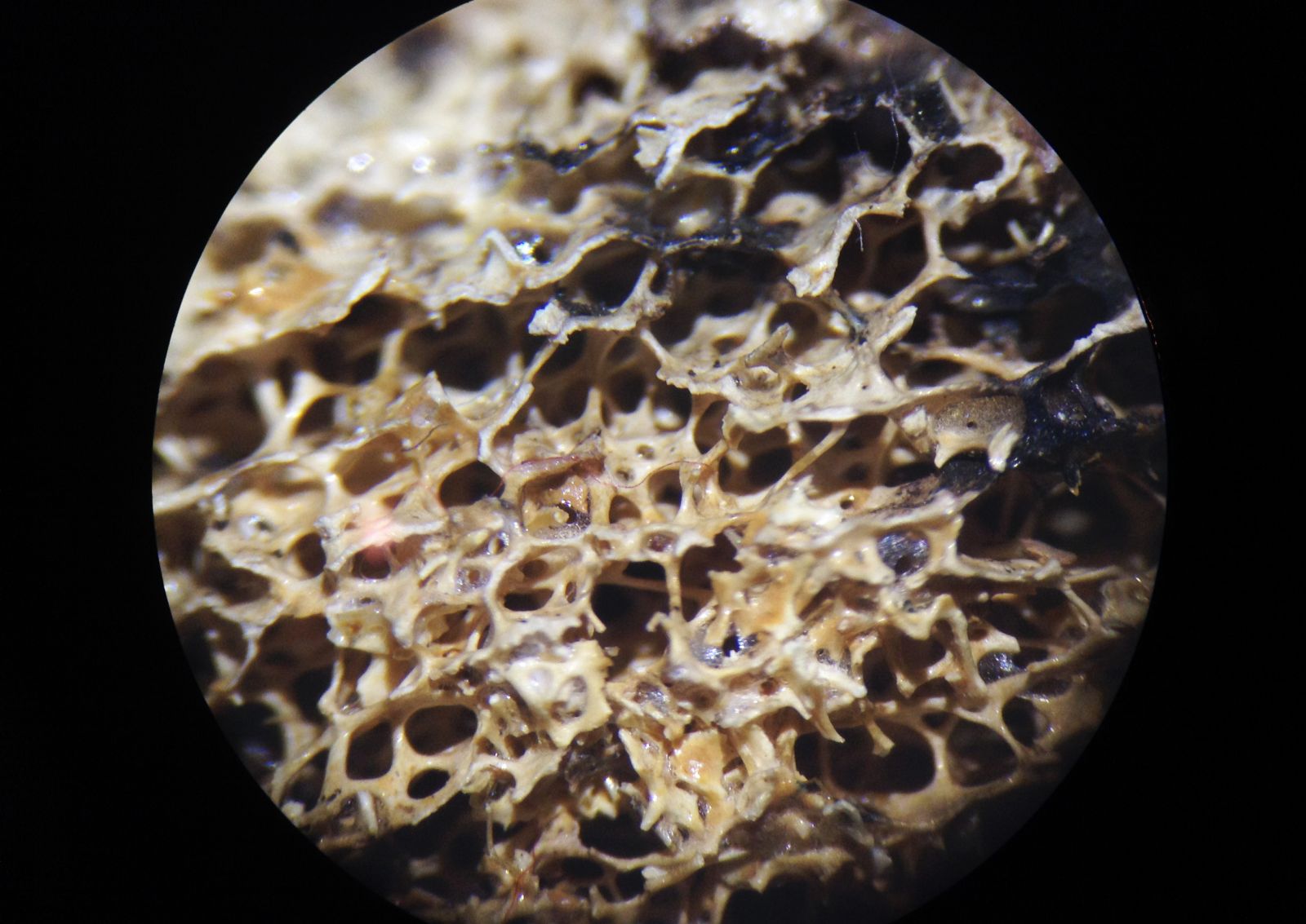 Cancellous Bone Fossil 2 - Member Collections - The Fossil Forum