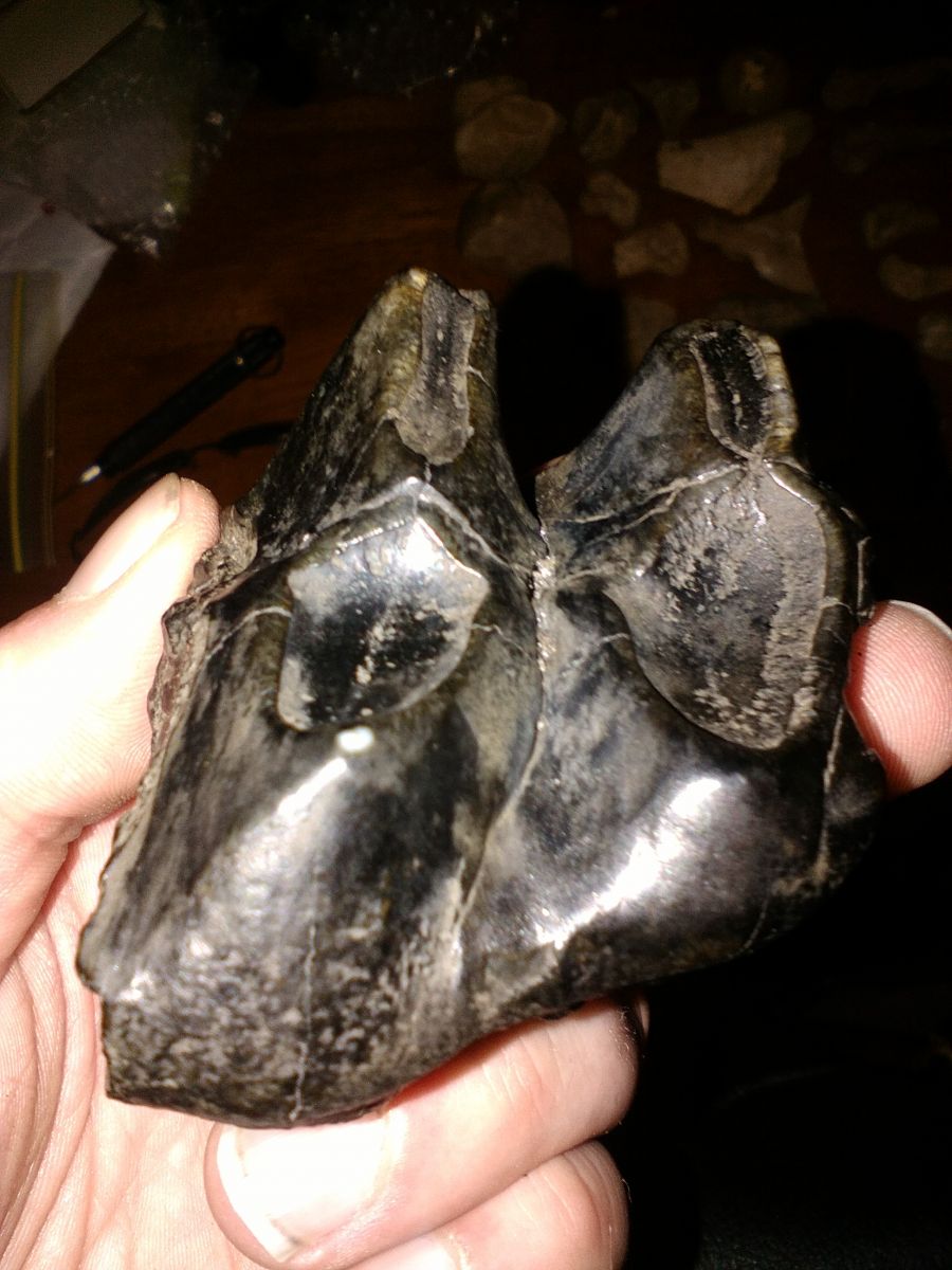 Mastodon tooth partial - Member Collections - The Fossil Forum