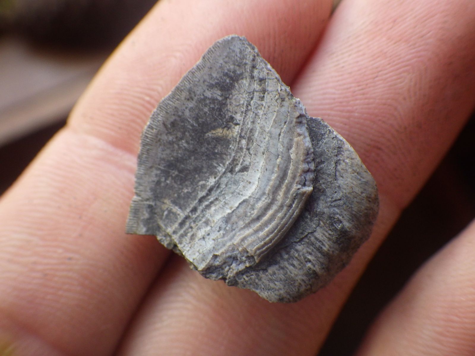 Petalodus acuminatus lingual view - Member Collections - The Fossil Forum