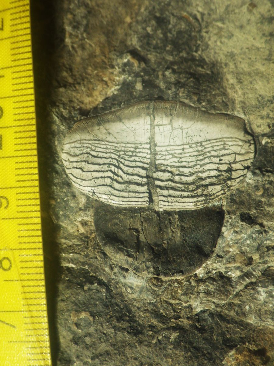 Petalodus acuminatus - Member Collections - The Fossil Forum