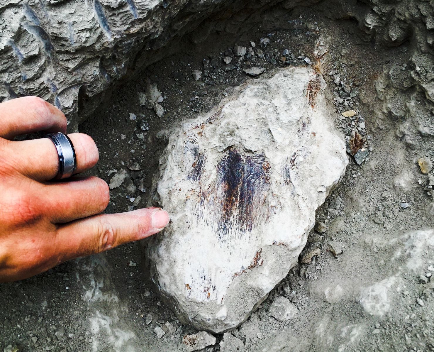 Protosphyraena fish skull(3) - Member Collections - The Fossil Forum
