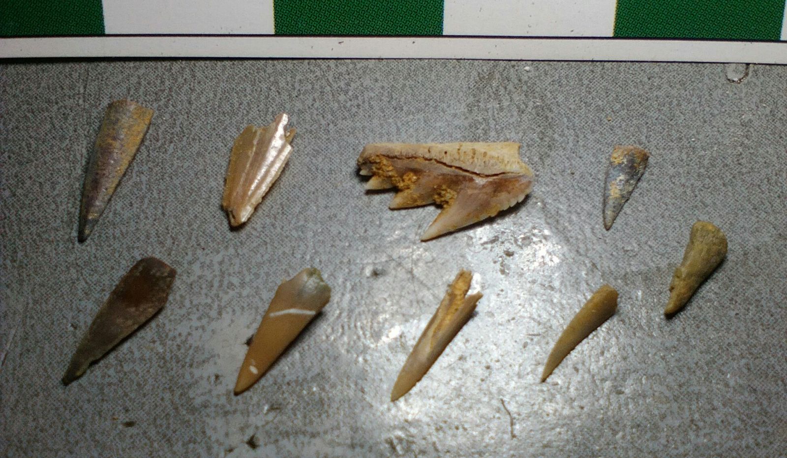 Cretaceous shark teeth - Member Collections - The Fossil Forum