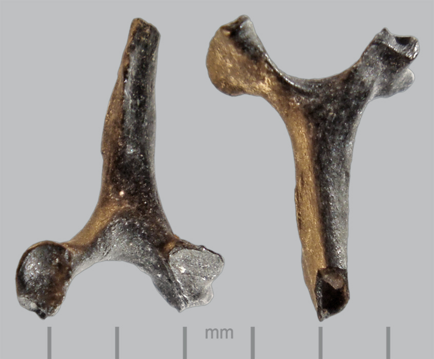 Probable lizard chevron bone - Member Collections - The Fossil Forum