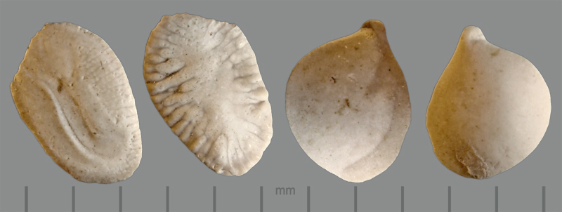 a pair of Otoliths - Member Collections - The Fossil Forum