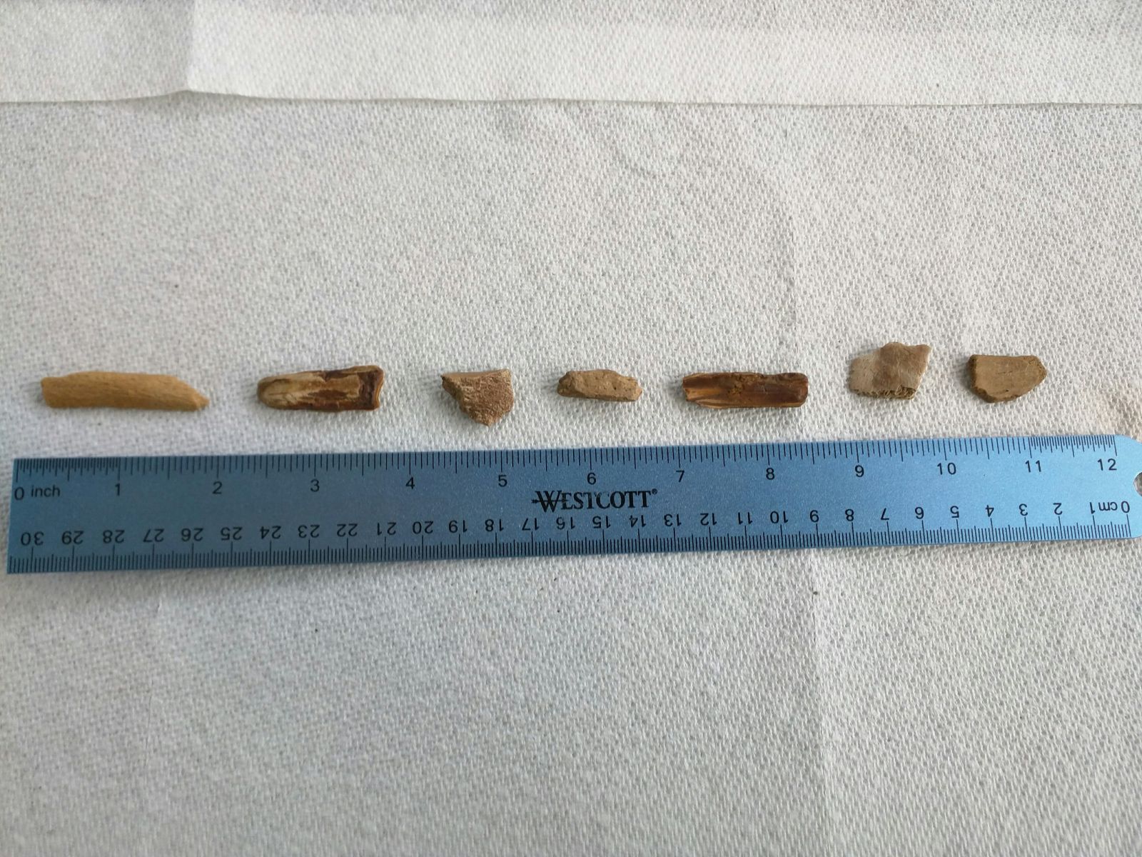 Bone Fragments - Member Collections - The Fossil Forum