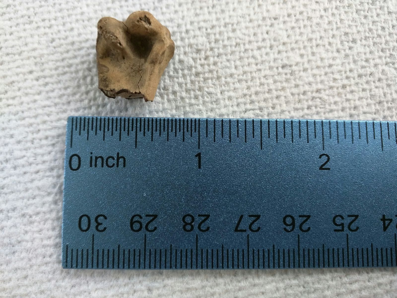 Mystery Bone - Member Collections - The Fossil Forum