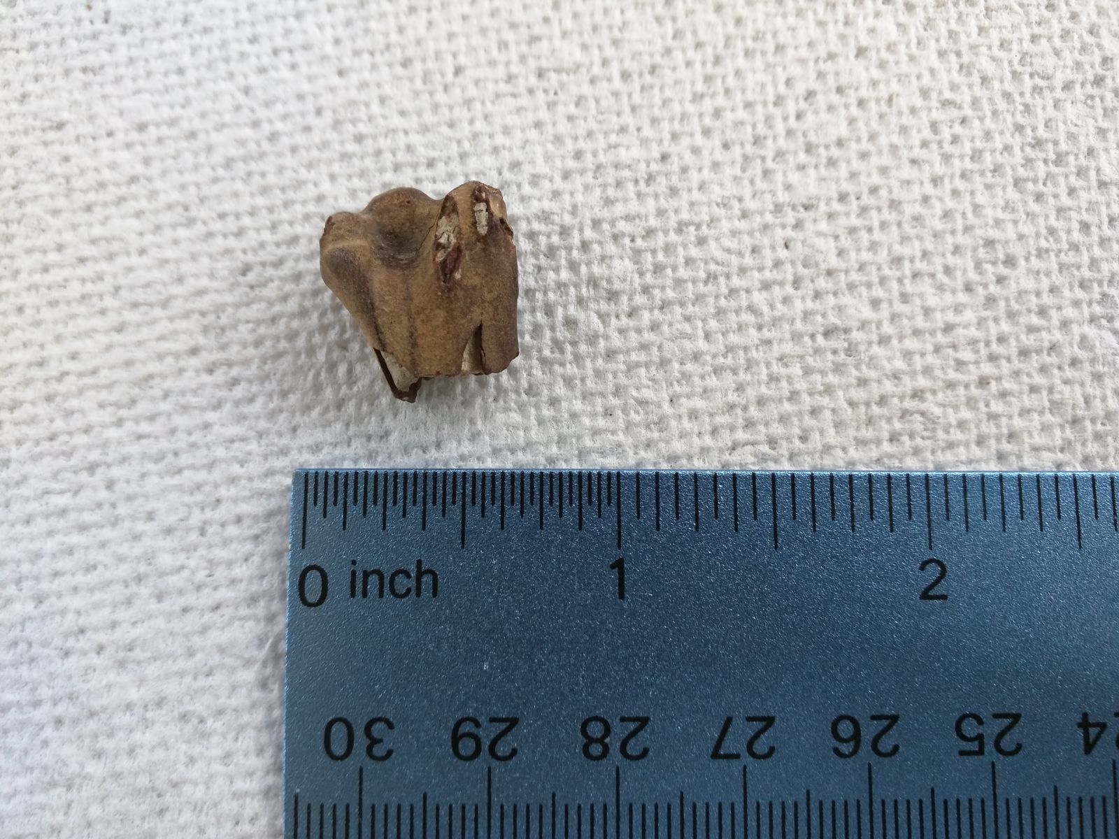 Mystery Bone - Member Collections - The Fossil Forum