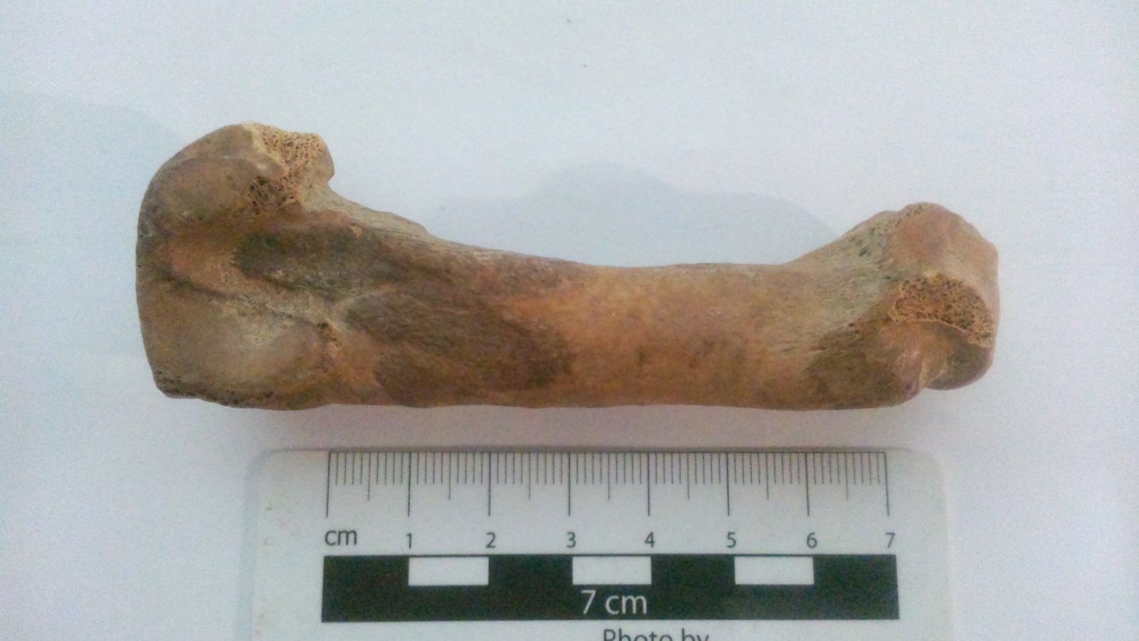 Ursus spelaeus finger bone - Member Collections - The Fossil Forum