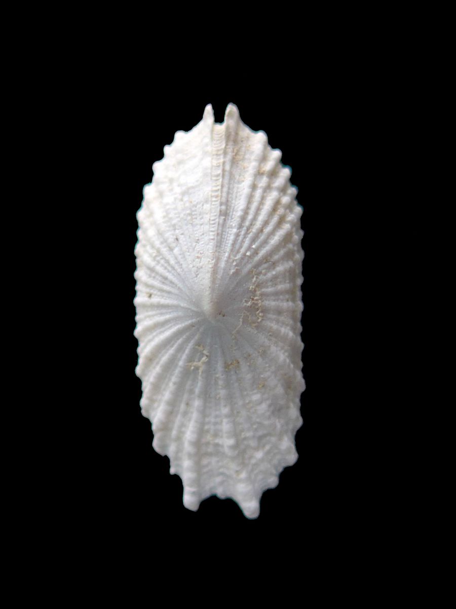 Clypidina radiola - Member Collections - The Fossil Forum
