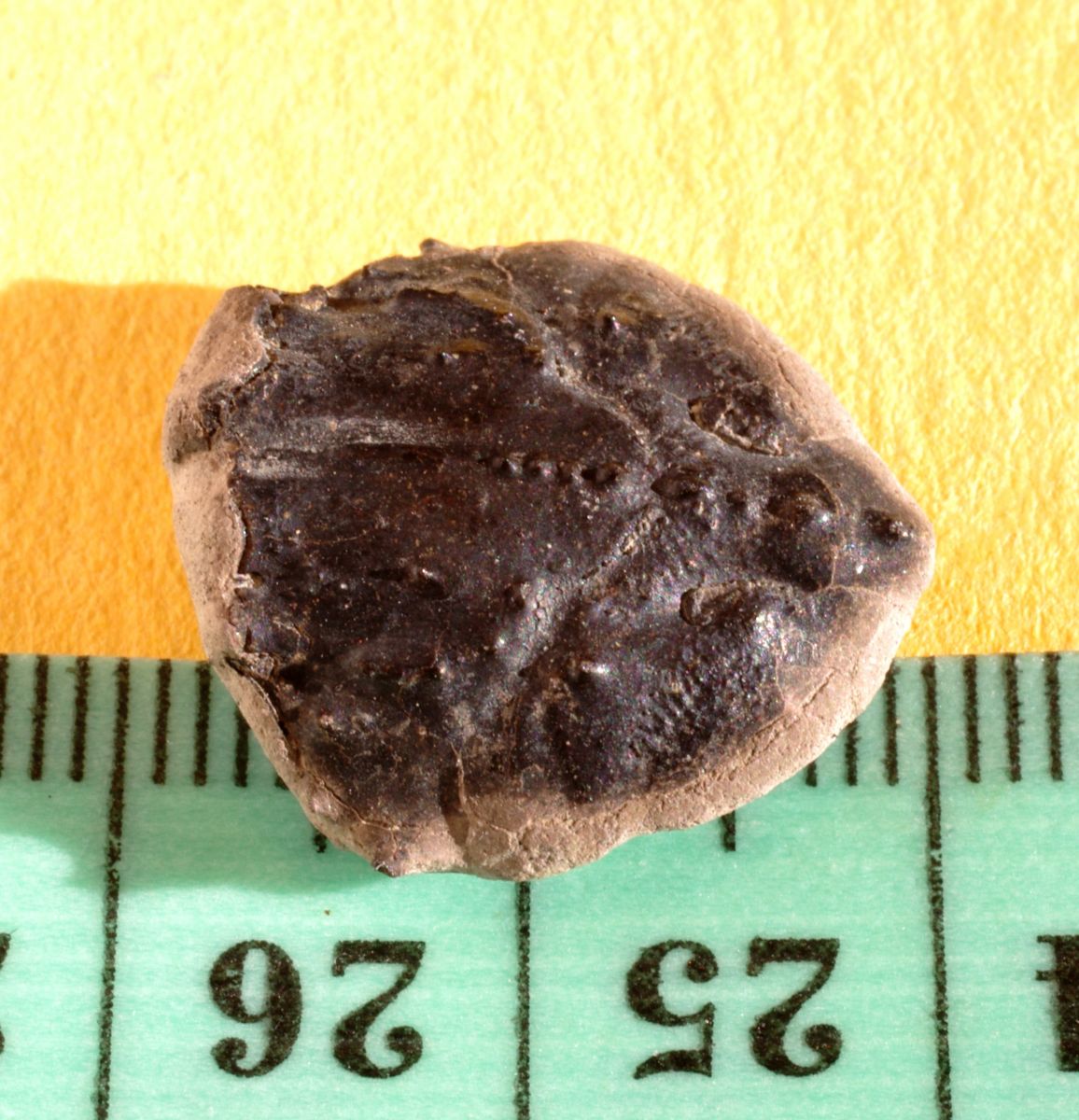 Notopocorystes stokesii - 2 - view 1 - Member Collections - The Fossil ...