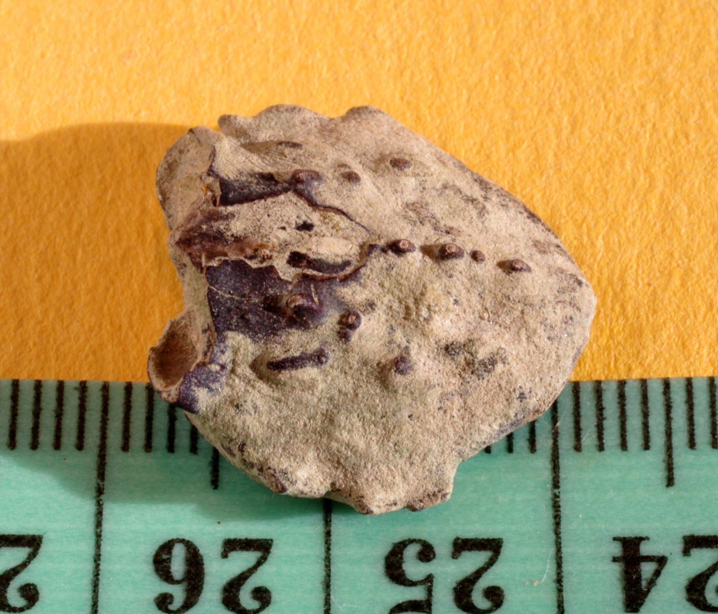 Notopocorystes stokesii - 4 - view 2 - Member Collections - The Fossil ...
