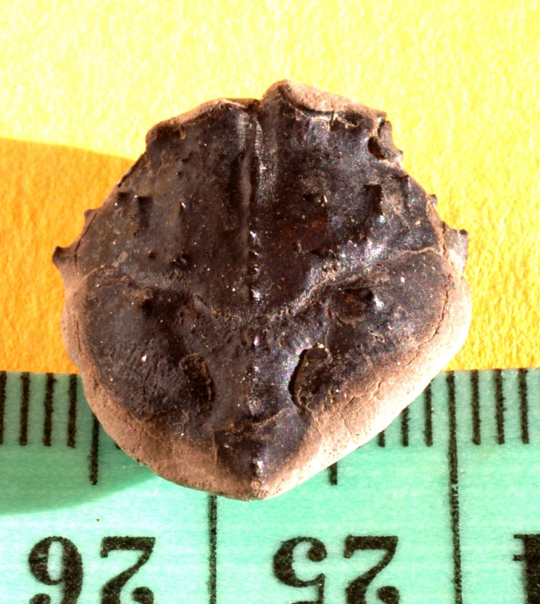 Notopocorystes stokesii - 2 - view 2 - Member Collections - The Fossil ...