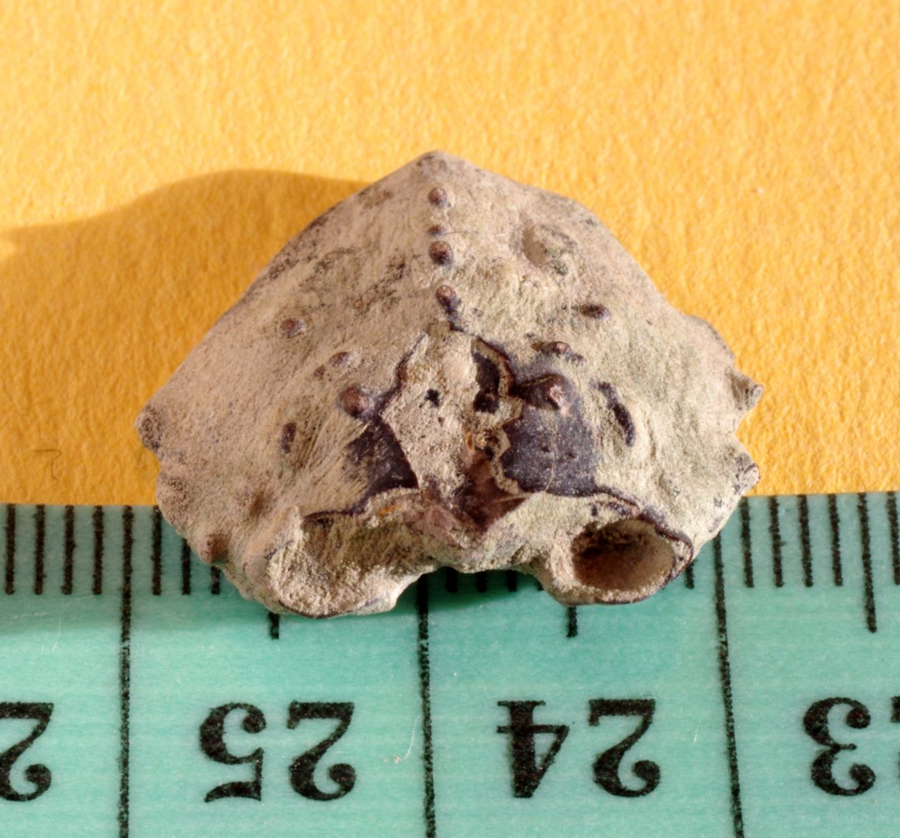 Notopocorystes stokesii - 4 - view 1 - Member Collections - The Fossil ...