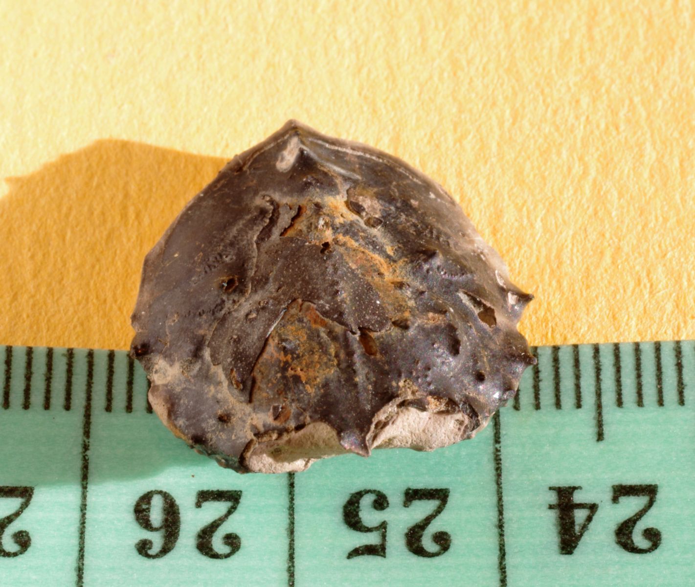 Notopocorystes stokesii - 1 - view 2 - Member Collections - The Fossil ...