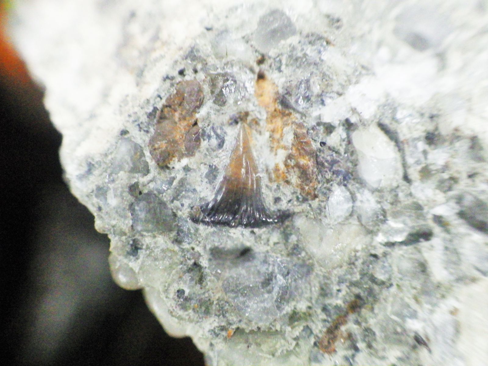 Egertonodus basanus - Member Collections - The Fossil Forum