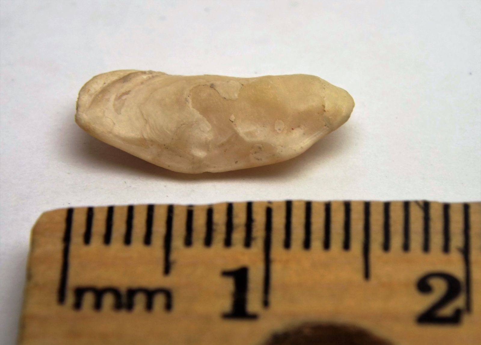 Spotted Seatrout Otolith #1, Front B - Member Collections - The Fossil ...