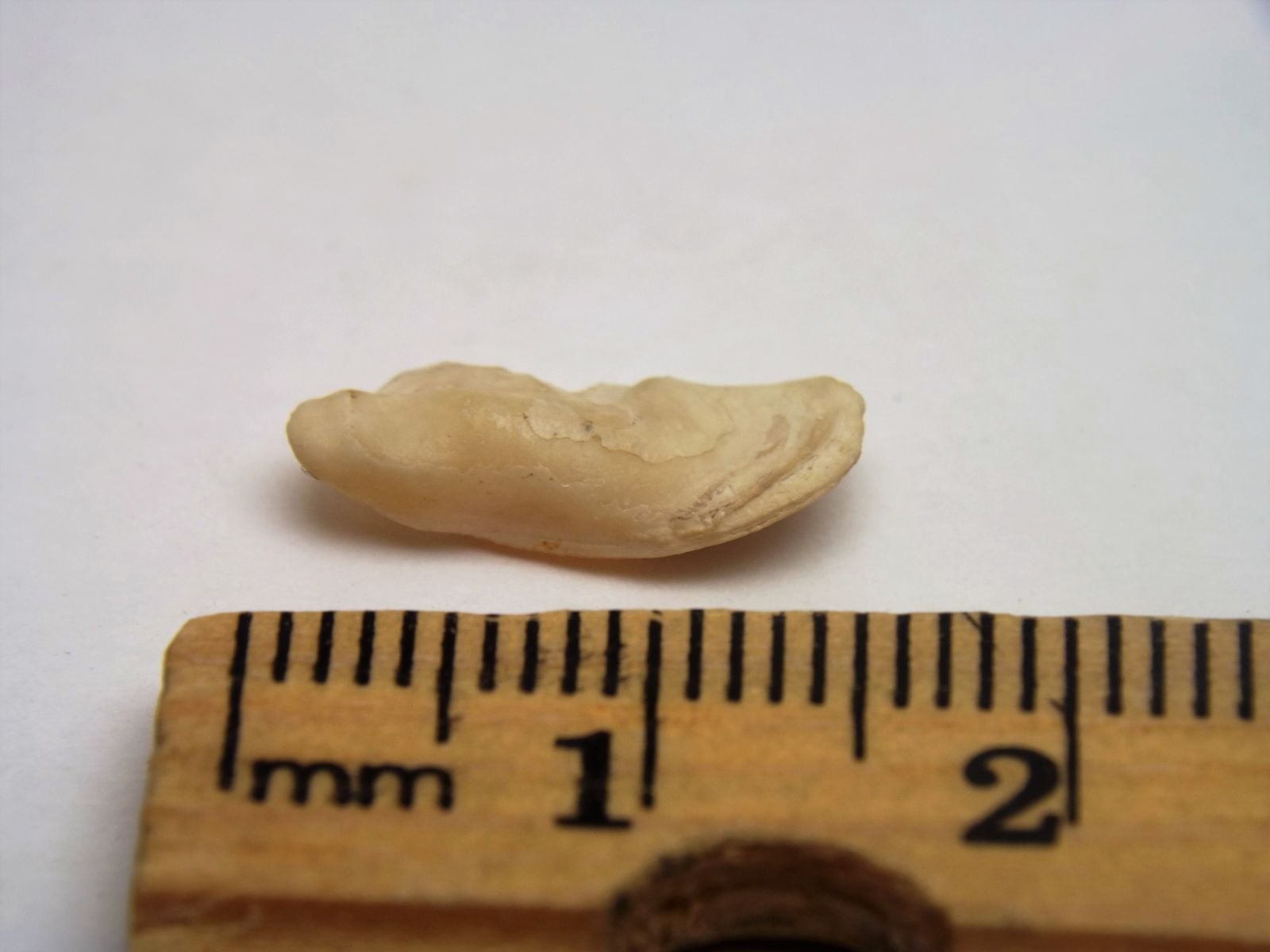 Spotted Seatrout Otolith #1, Front A - Member Collections - The Fossil ...