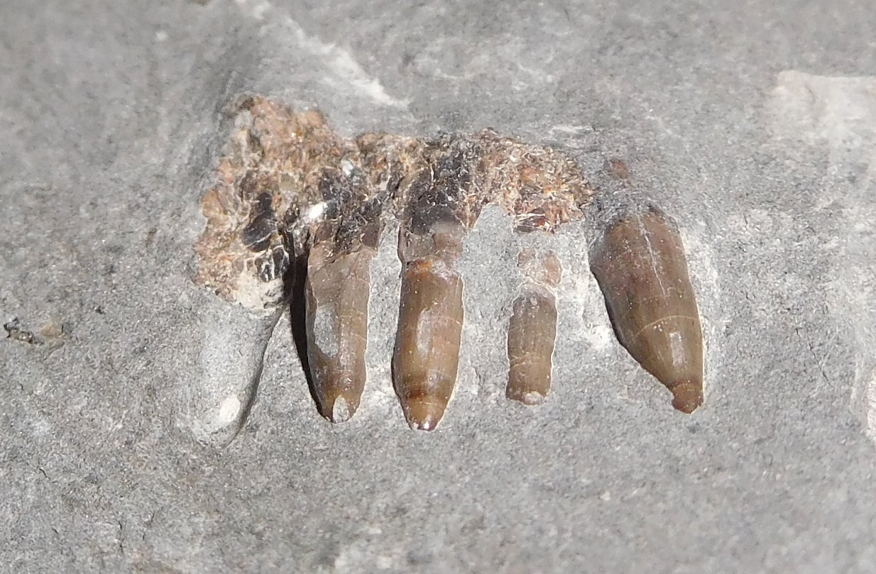 fish jaw (Dapedium) - Member Collections - The Fossil Forum